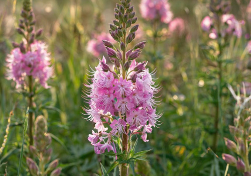 Иван-чай лечебные свойства и противопоказания: что лечит и от чего ...